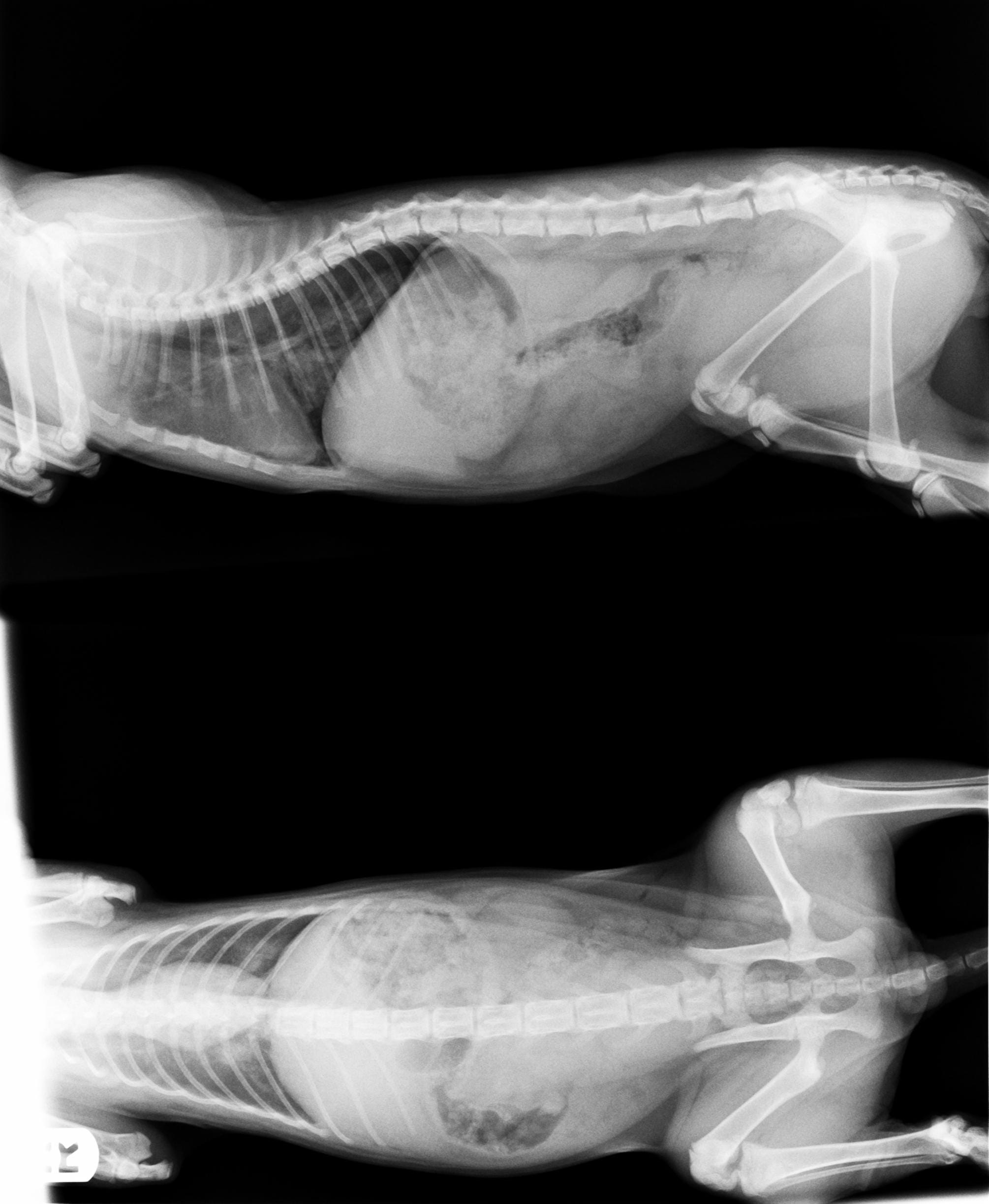 Esta es la radiografía de la patita de mi gato, ¿Operar o escayolar ...