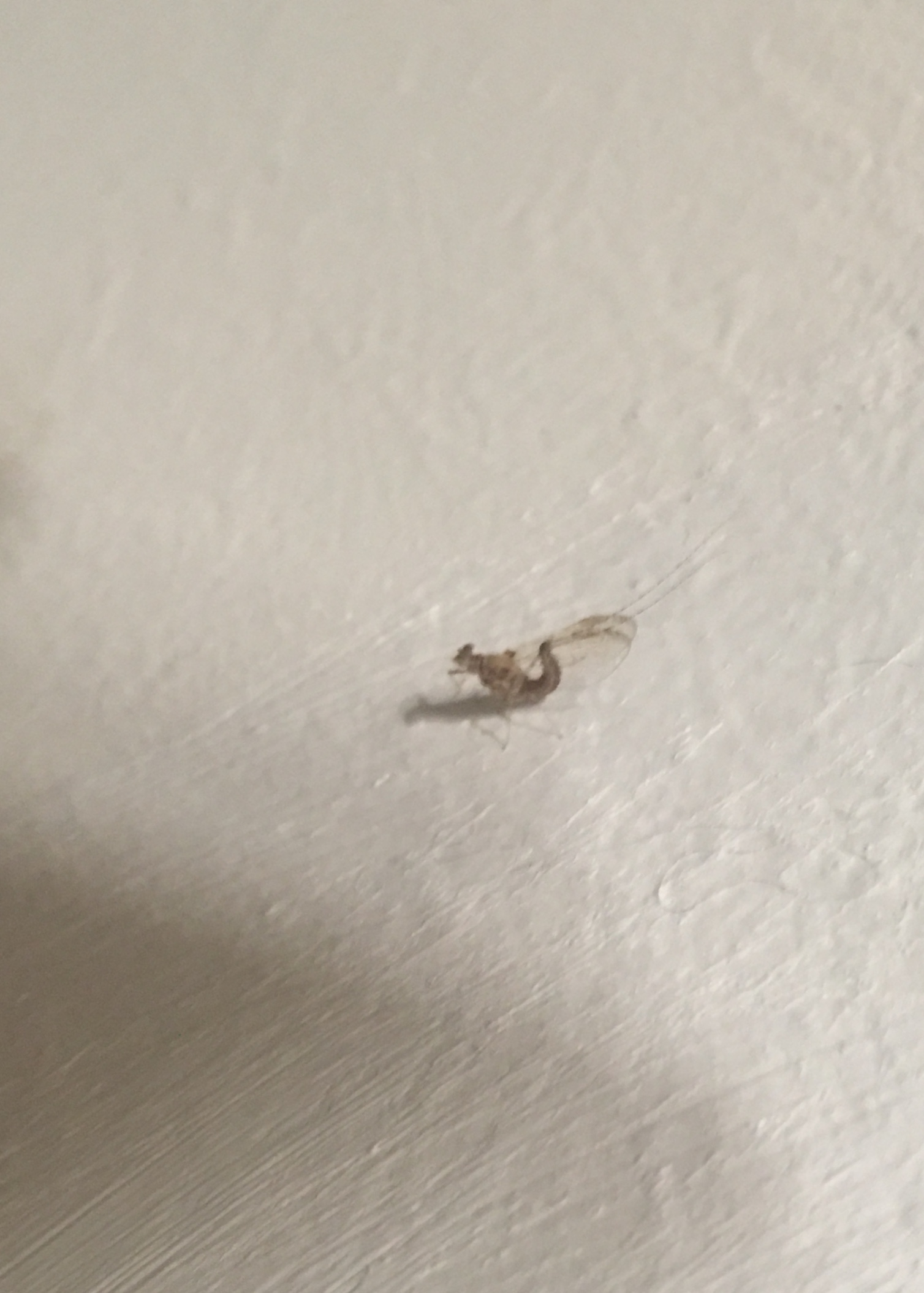 He encontrado un insecto/bicho en mi habitación, ¿Qué insecto es ...